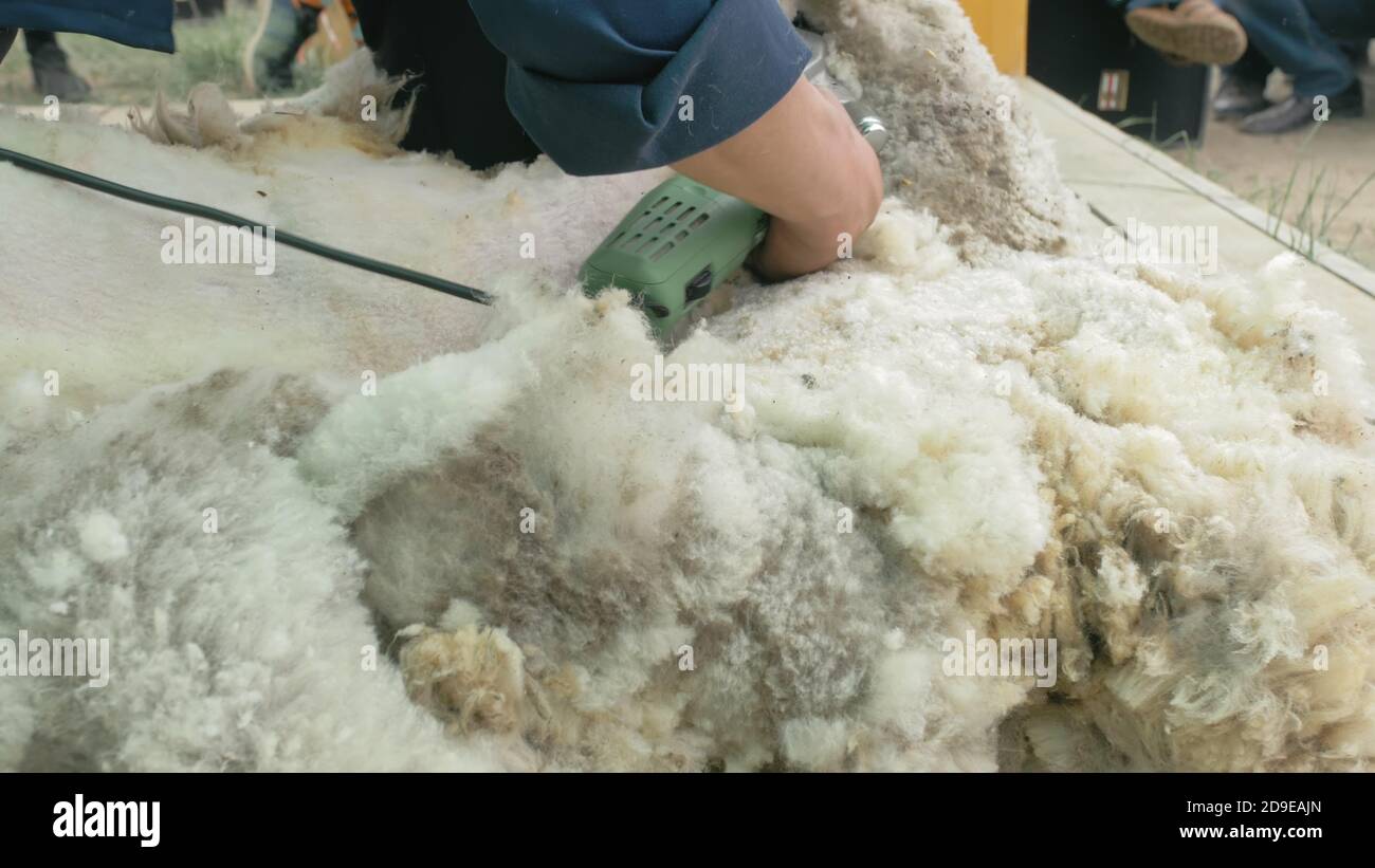 Men shearer shearing sheep at agricultural show in competition ...