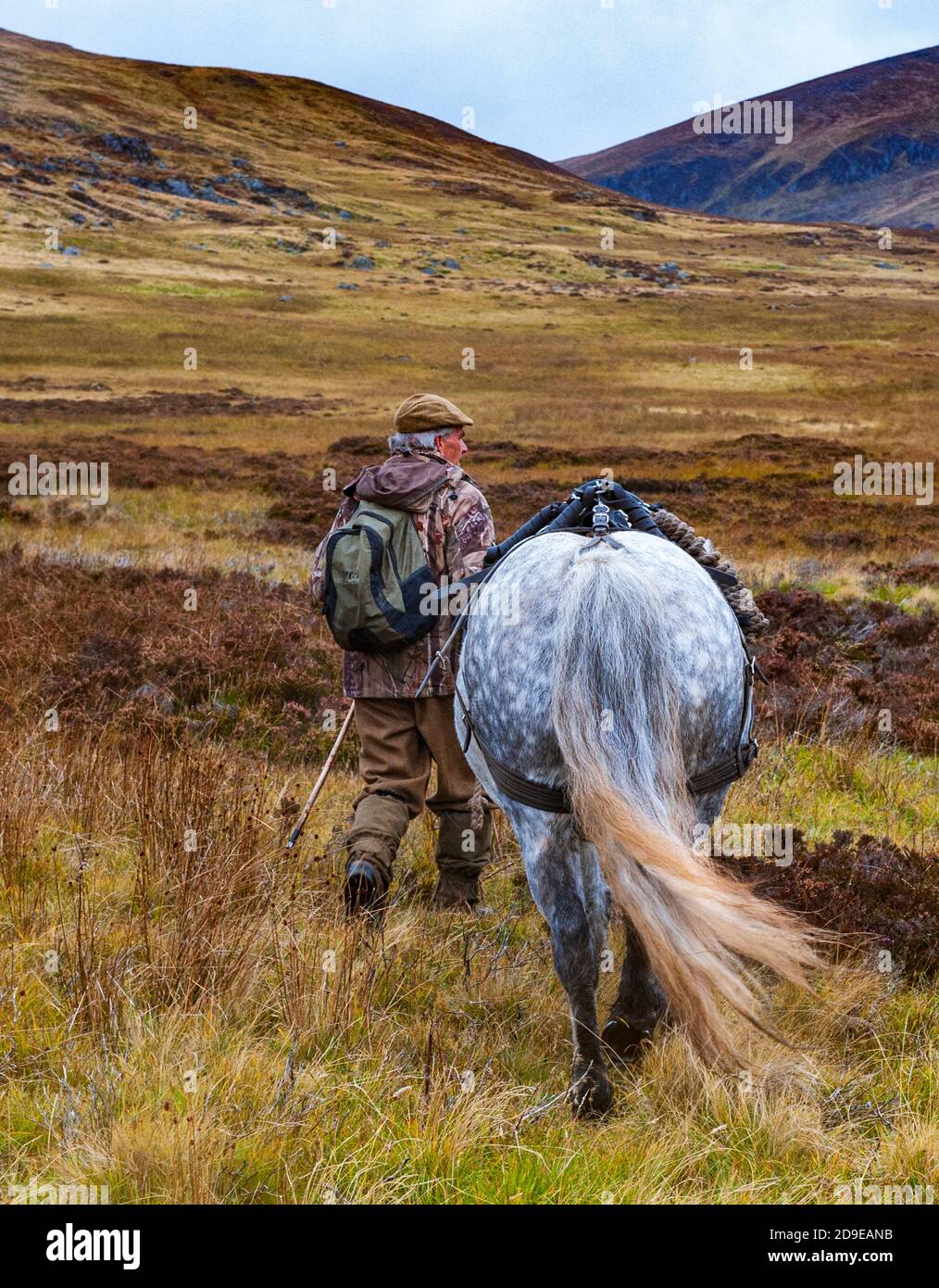Working hunter pony hi-res stock photography and images - Alamy