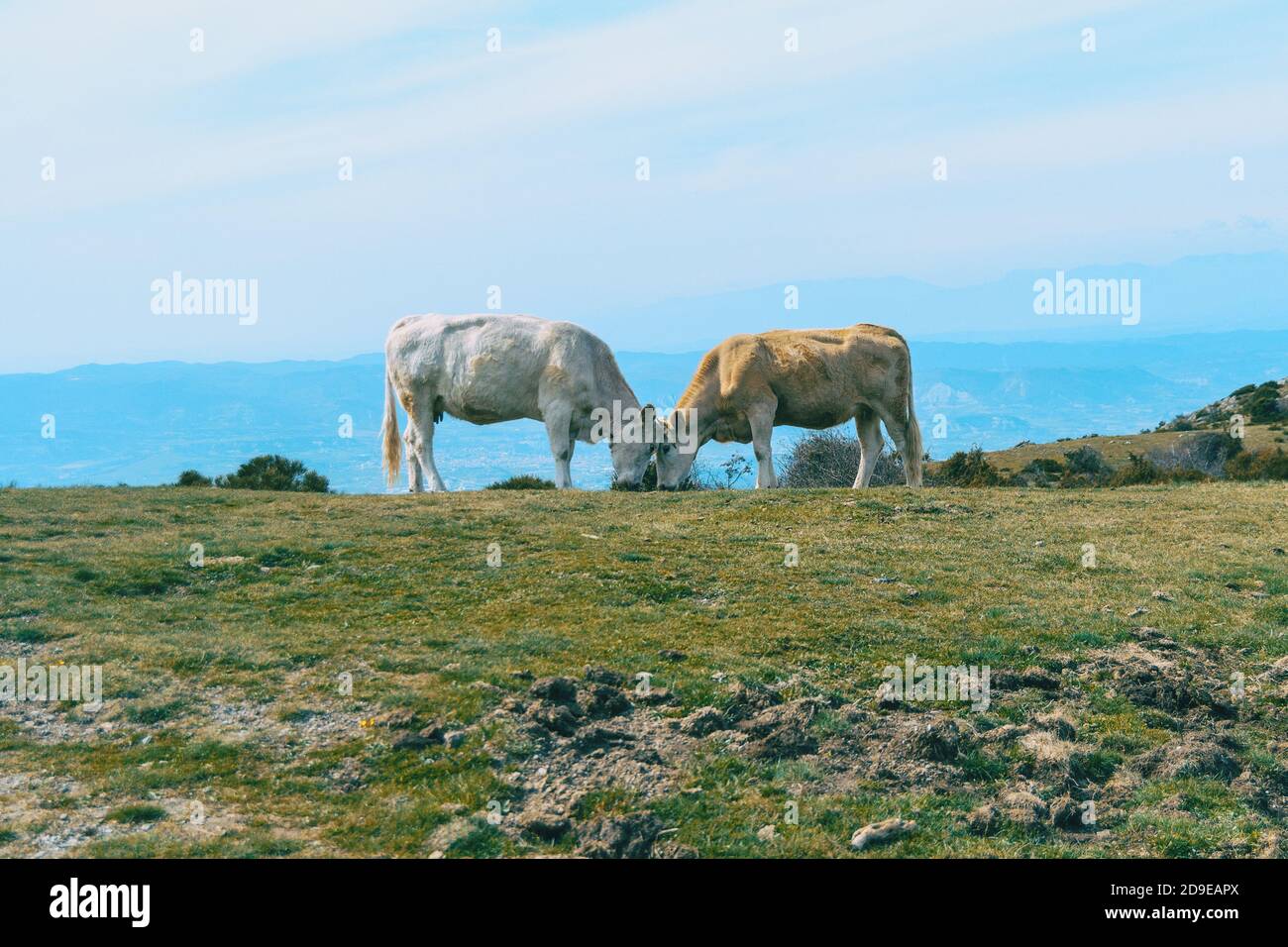 Two cows putting their heads together lovingly in a meadow Stock Photo ...