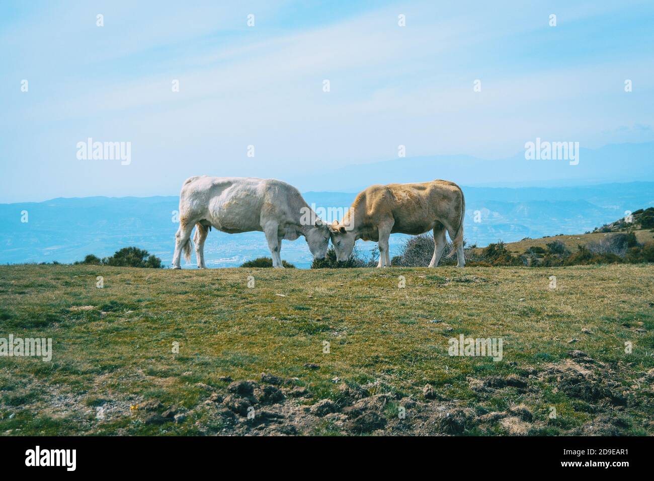 Two heads in the grass hi-res stock photography and images - Alamy