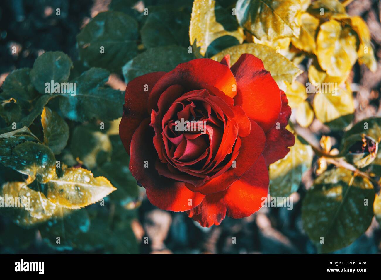 Macro of an open red rose in the wild Stock Photo - Alamy