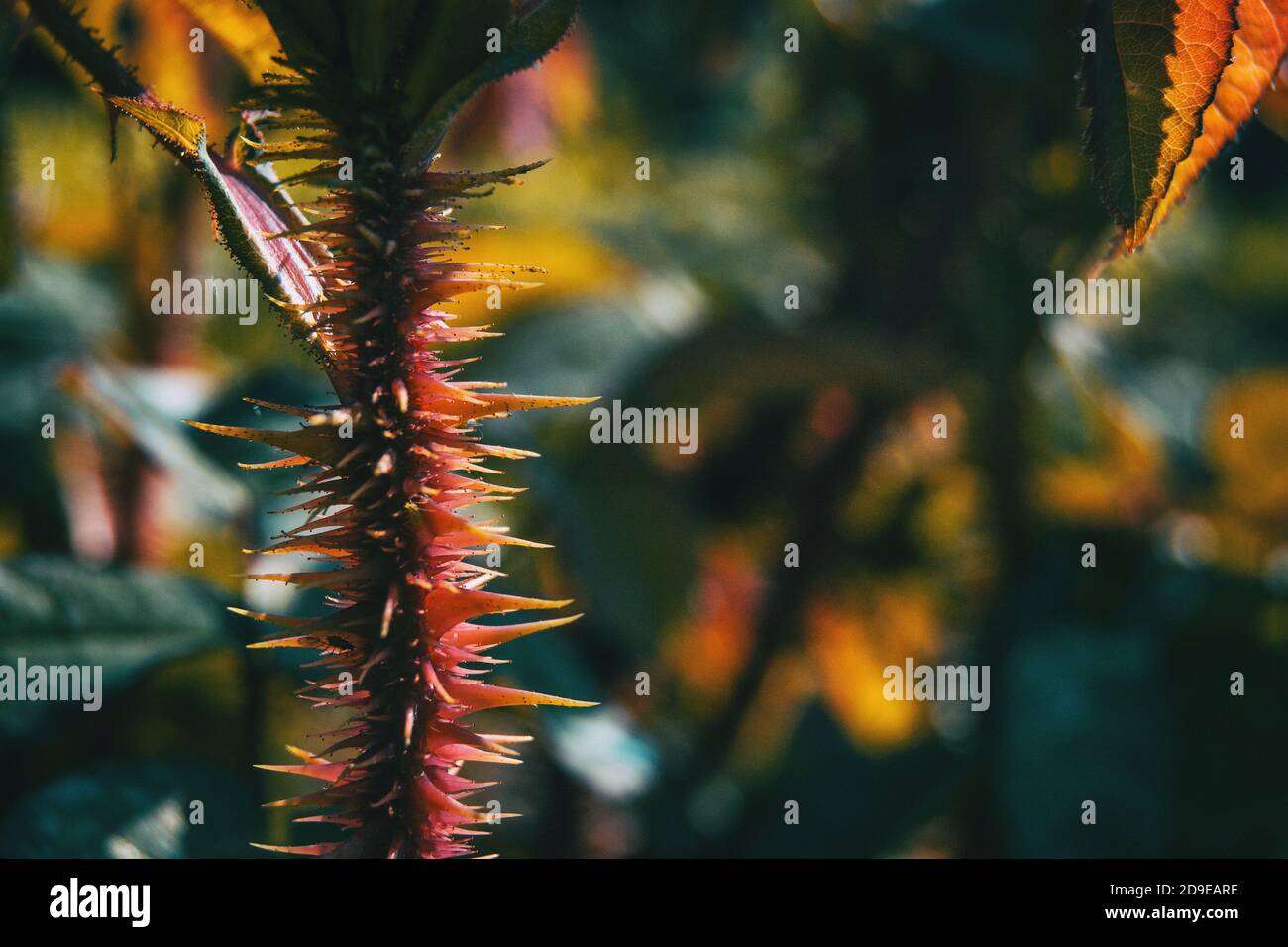 Detail of the spines of the stem of a rose in the wild Stock Photo - Alamy
