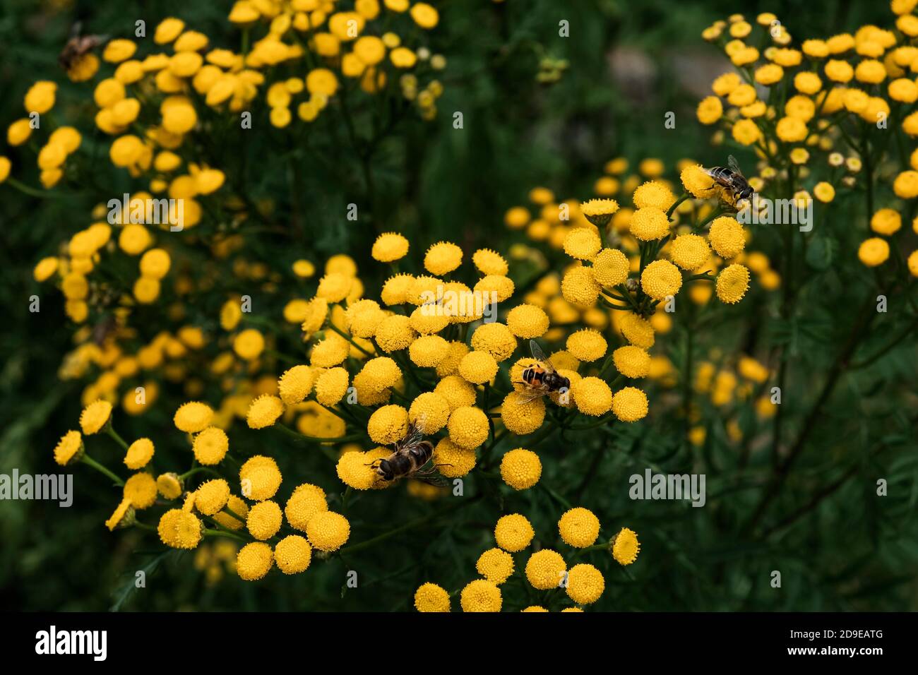 Bees working on yellow flowers - common tansy, also called golden ...