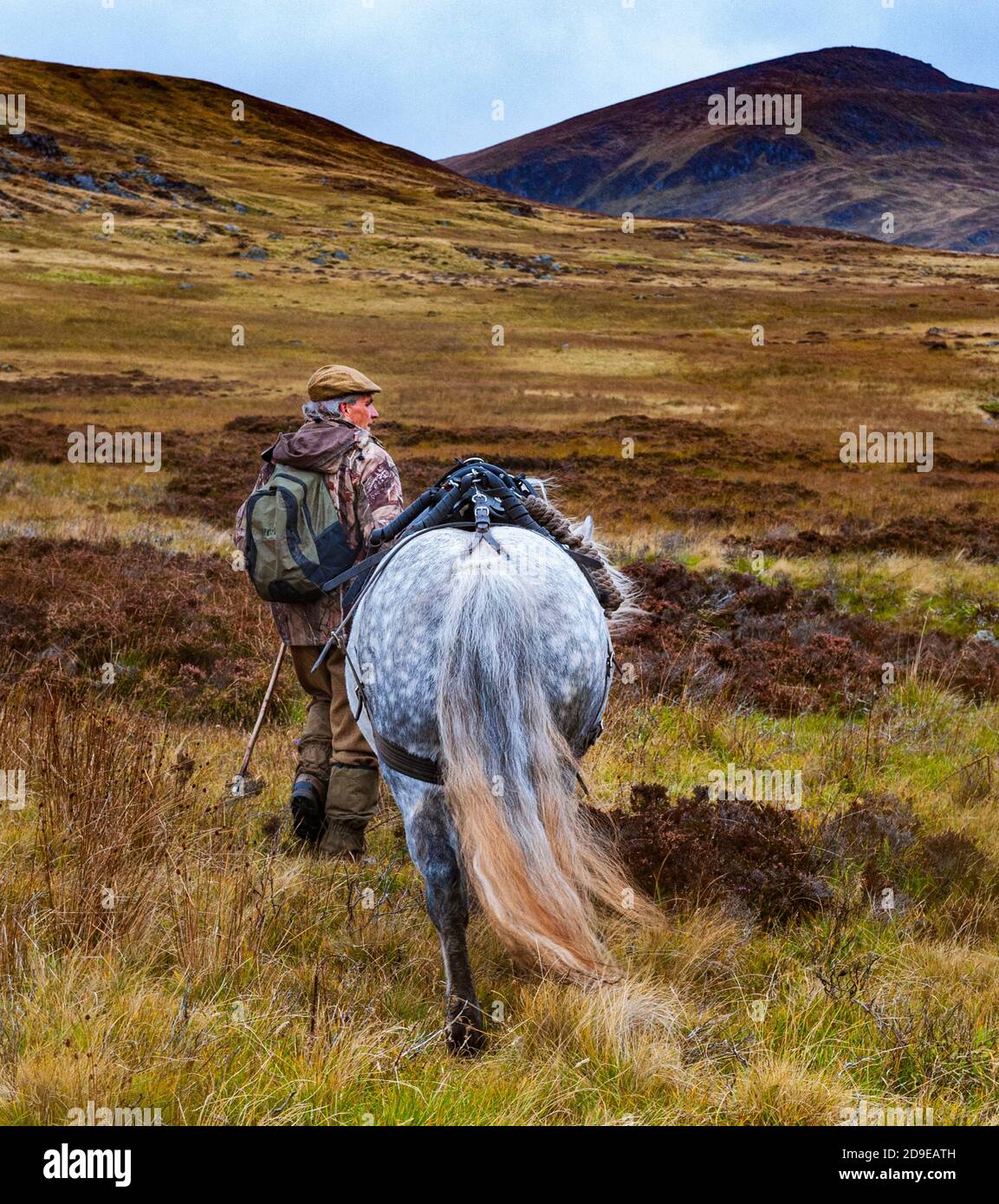 Stalking Horse High Resolution Stock Photography and Images - Alamy