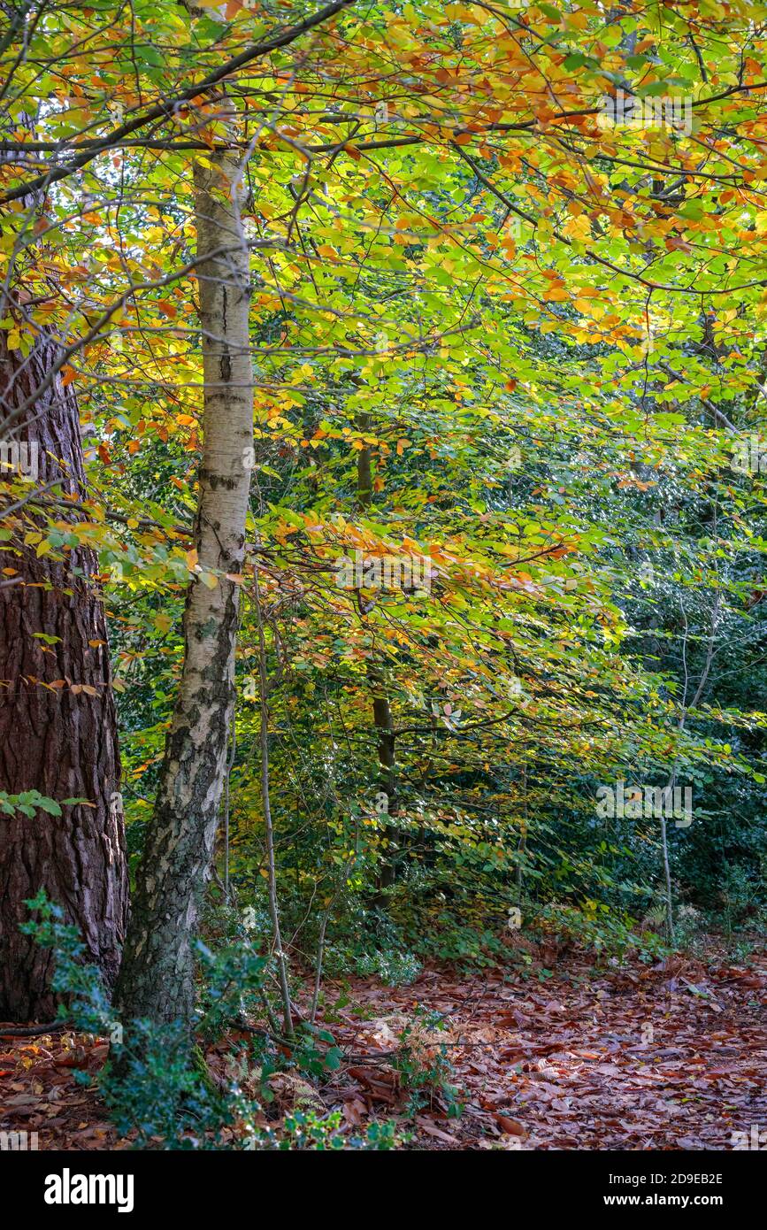 Buchan country park hi-res stock photography and images - Alamy