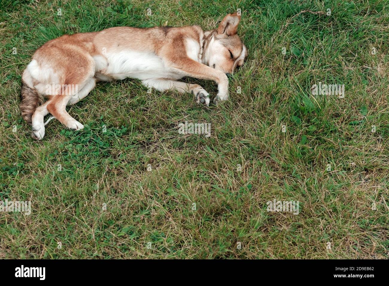 Cute and peaceful dog sleeping in the green grass on a village meadow ...