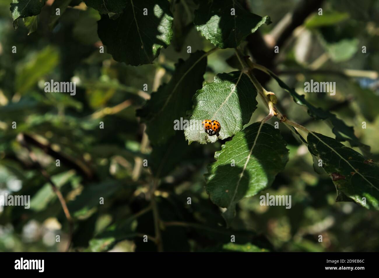 Ladybug leaf hi-res stock photography and images - Alamy