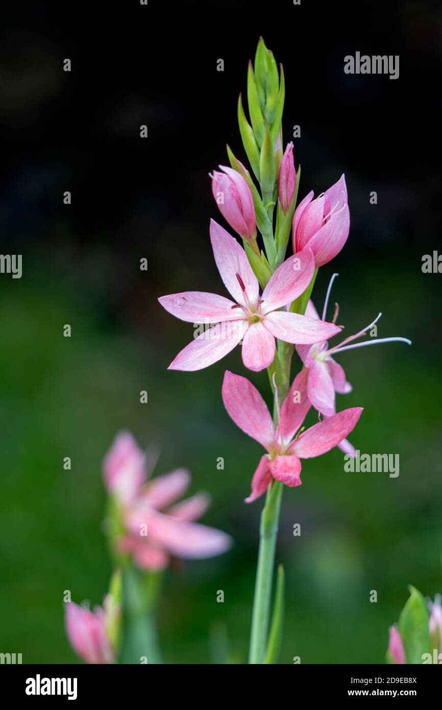 Kaffir Lily, Crimson Flag Lily (Hesperantha coccinea Stock Photo - Alamy