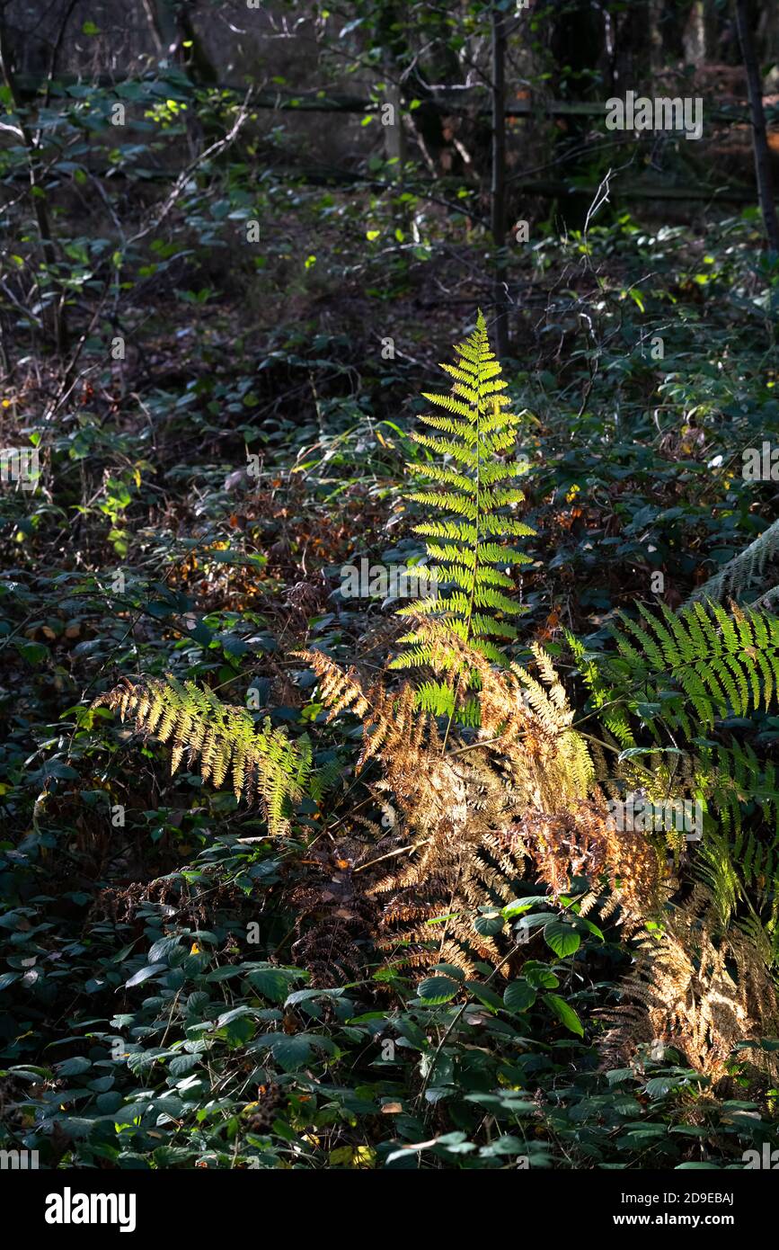 Buchan Country Park High Resolution Stock Photography and Images - Alamy