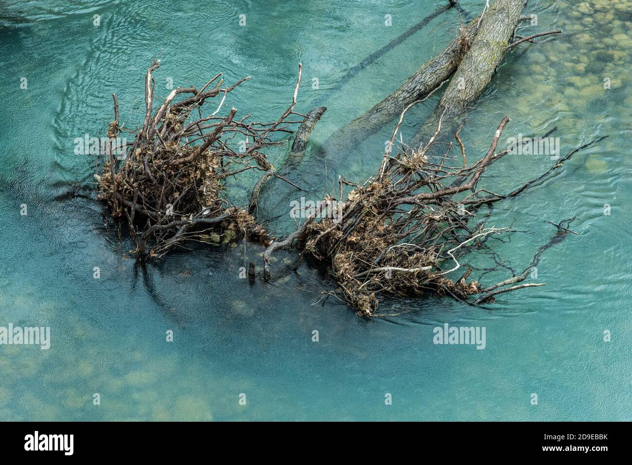 Dead trees in the river Stock Photo - Alamy