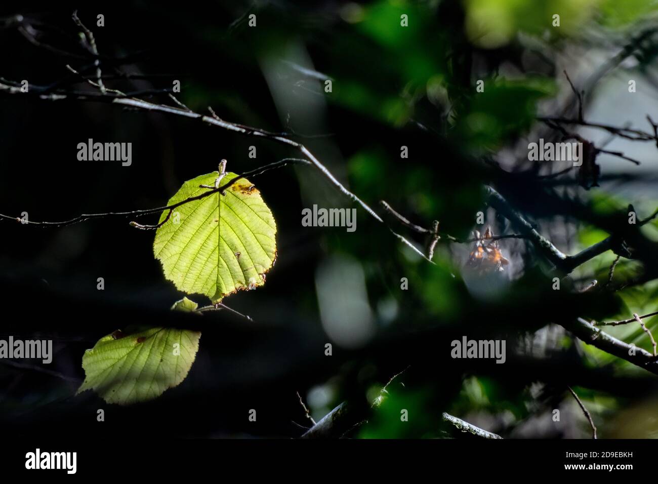 Alder leaf (Alnus glutinosa) illuminated in the autumn sunshine Stock ...