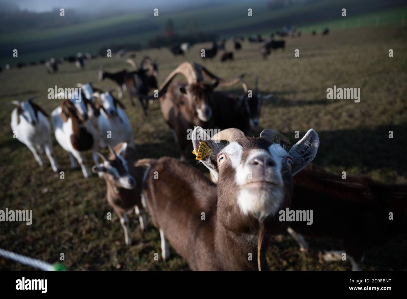 Burladingen, Germany. 05th Nov, 2020. A goat looks into the camera ...