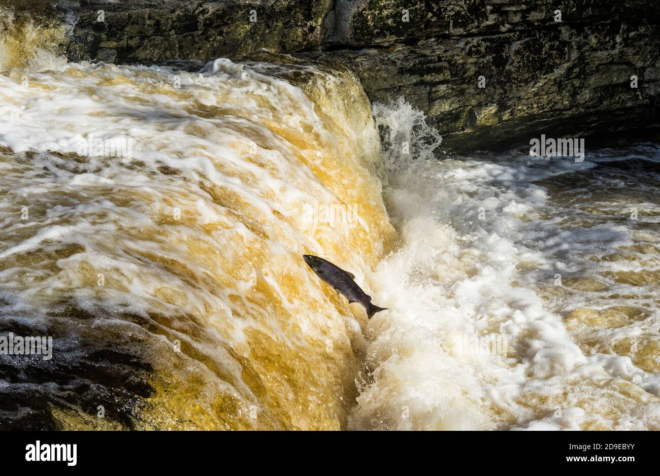 Salmon (Salmo Salar) making their way up the upper reaches of The River ...