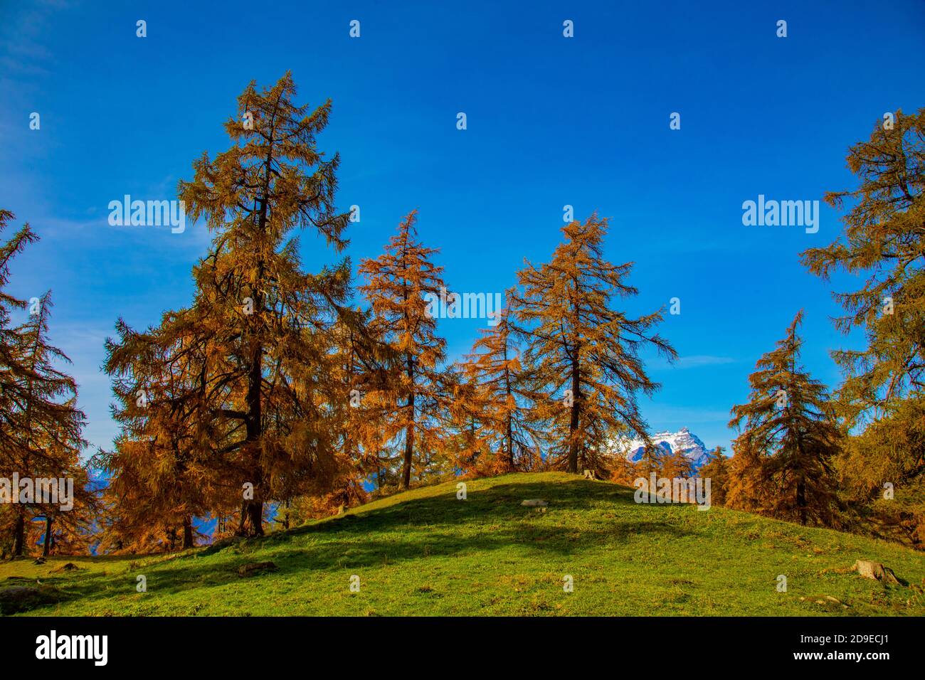 Autumn colours of the forests and mountains in the Swiss Alps of Valais ...