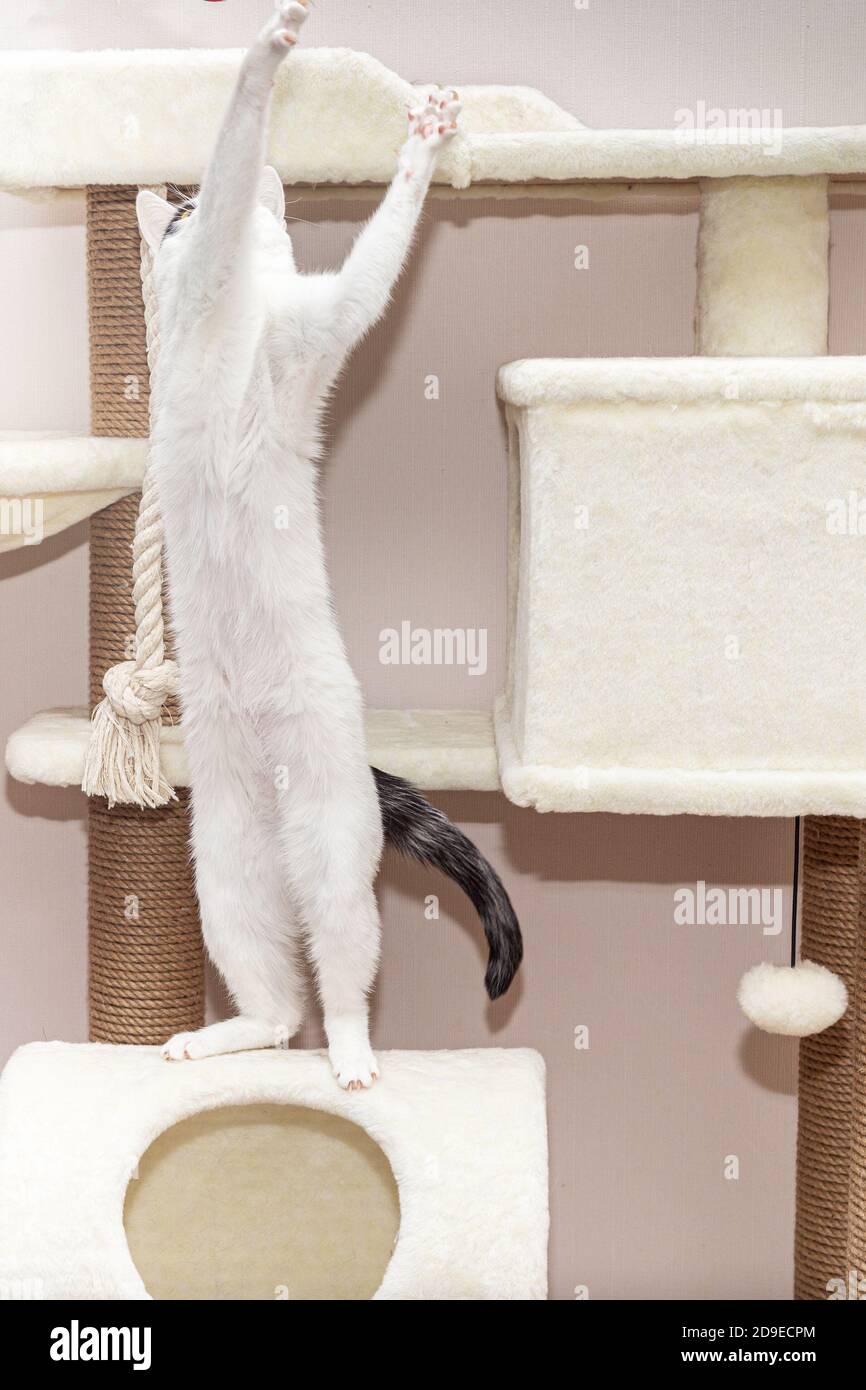 White breedless cat plays on the complex for cats Stock Photo - Alamy