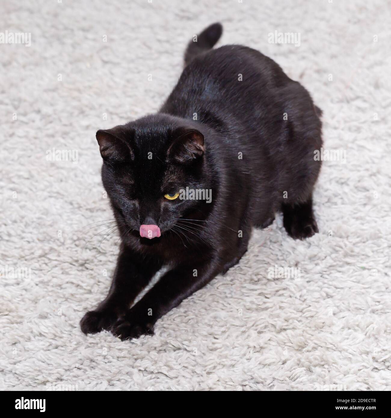 Shiny fur hi-res stock photography and images - Alamy