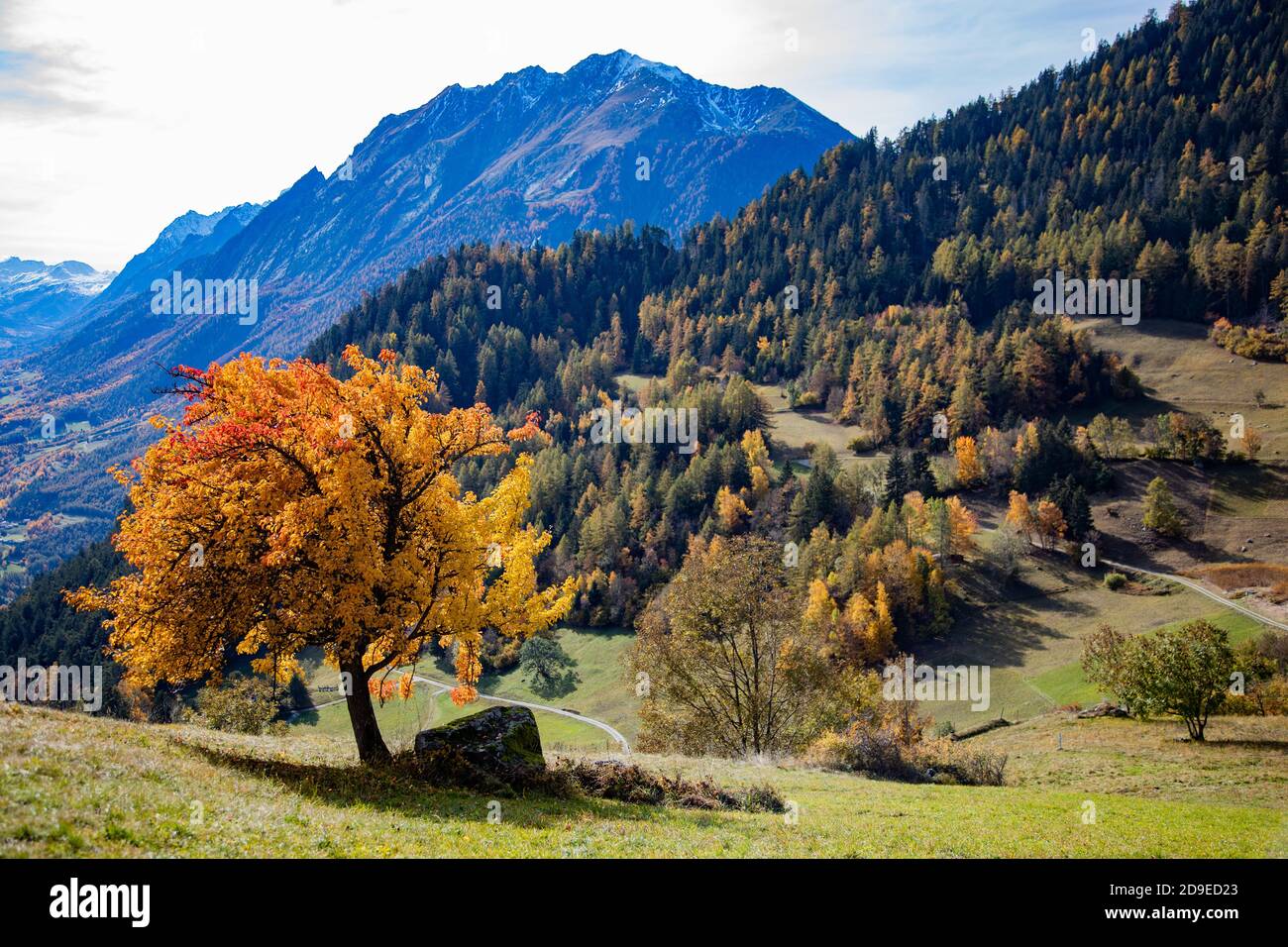 Autumn colours of the forests and mountains in the Swiss Alps of Valais ...