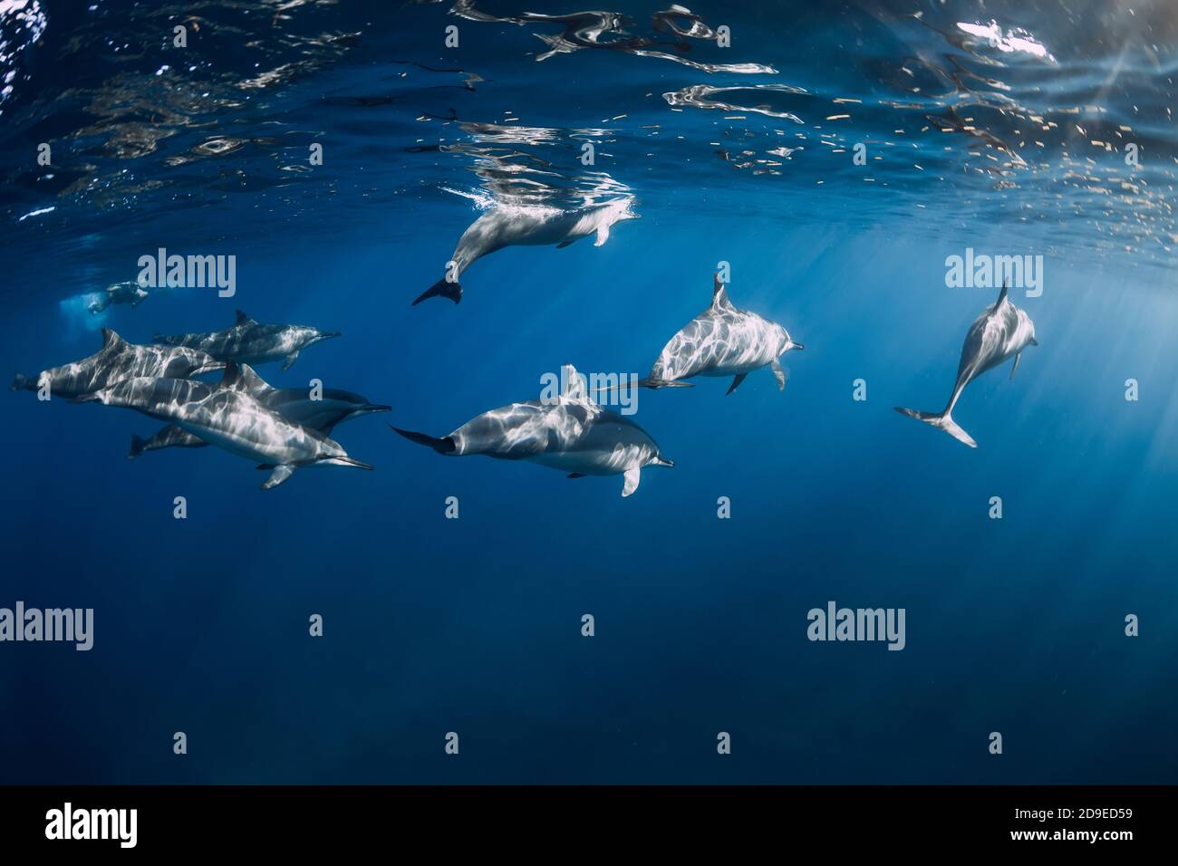 Hawaiian spinner dolphins snorkel hi-res stock photography and images ...