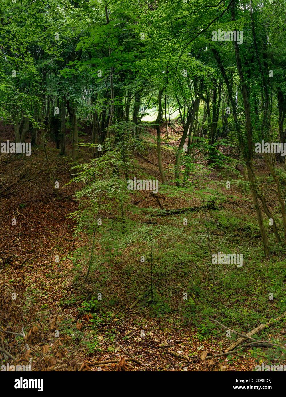Cotswolds woods hi-res stock photography and images - Alamy
