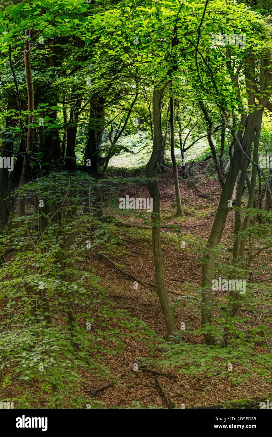 Standish woods hi-res stock photography and images - Alamy