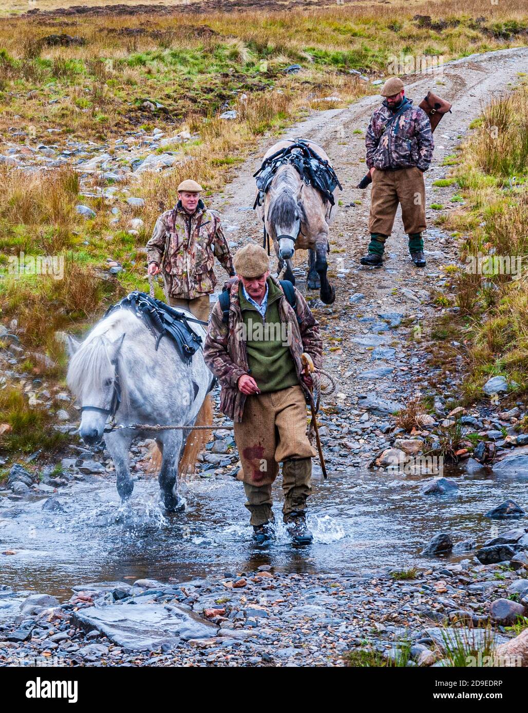 Working hunter pony hi-res stock photography and images - Alamy