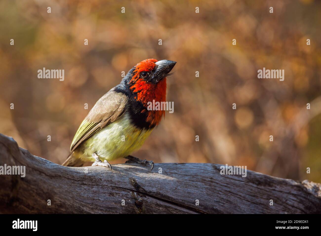 Black collared Barbet standing on a log with fall colors background in ...