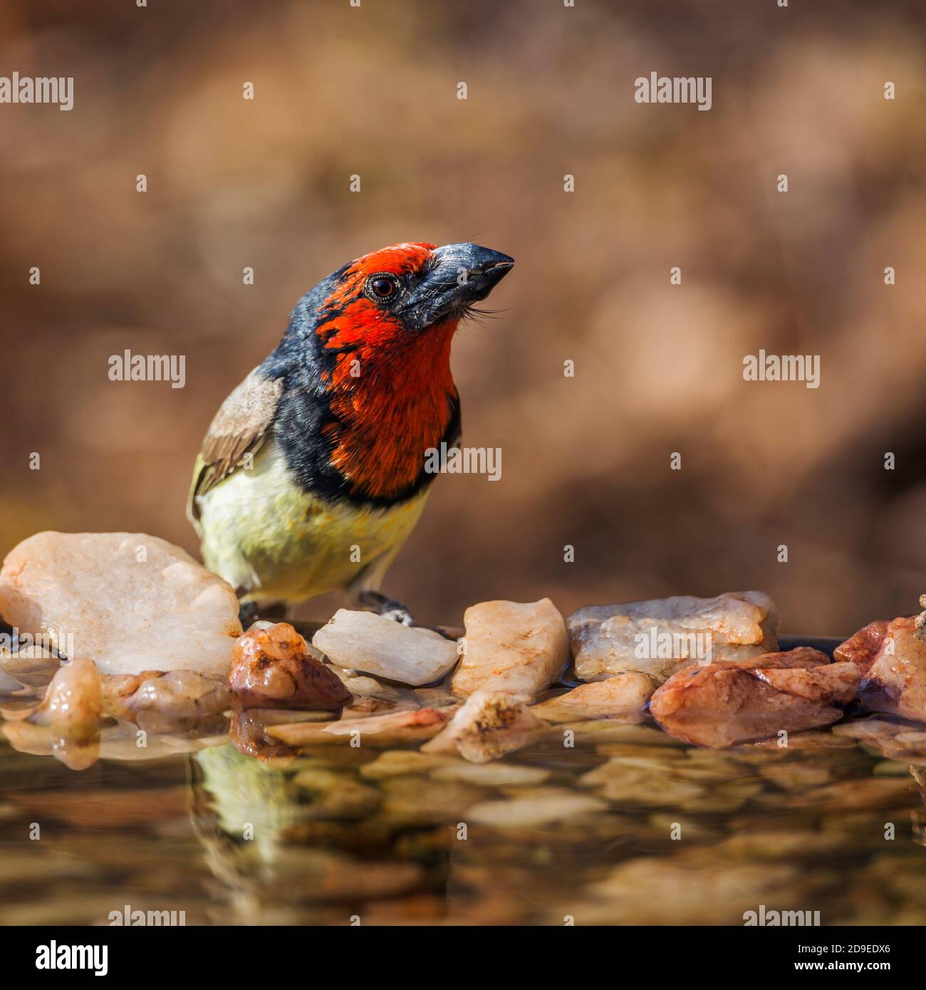 Black collared barbet kruger hi-res stock photography and images - Alamy
