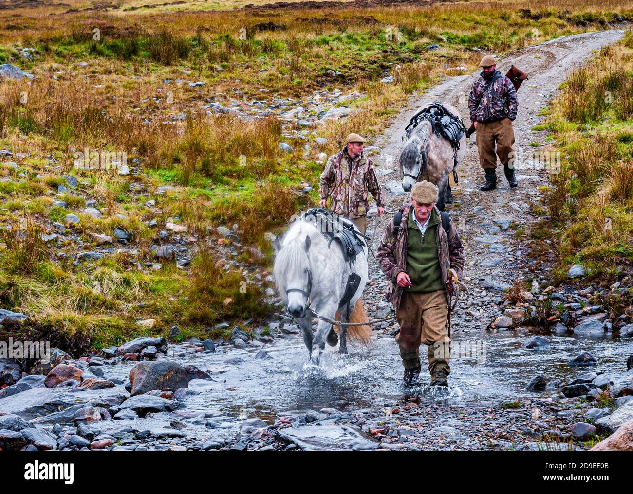 Working hunter pony hi-res stock photography and images - Alamy