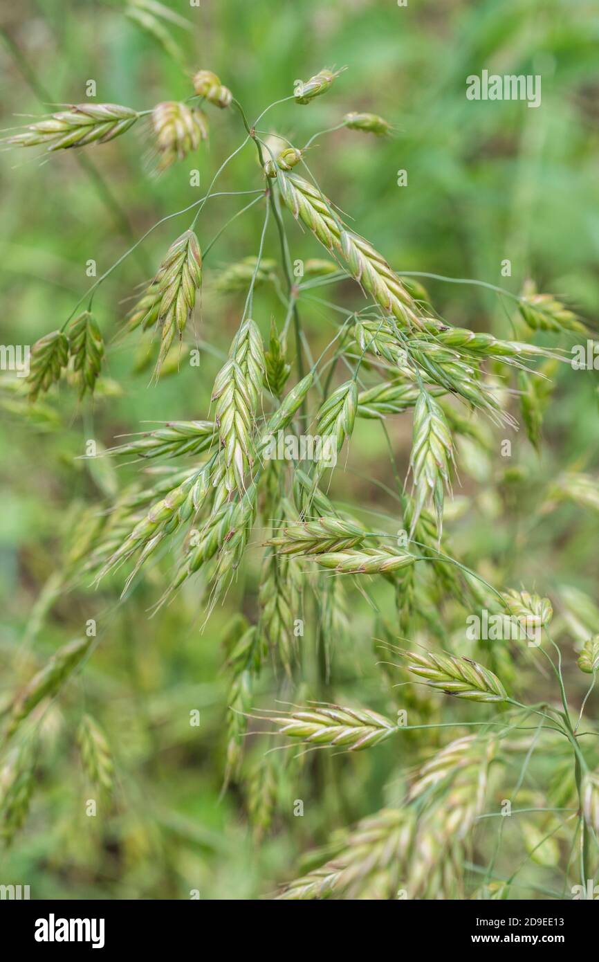 Close-up shot of immature spikelets of Rye Brome / Bromus secalinus, a ...