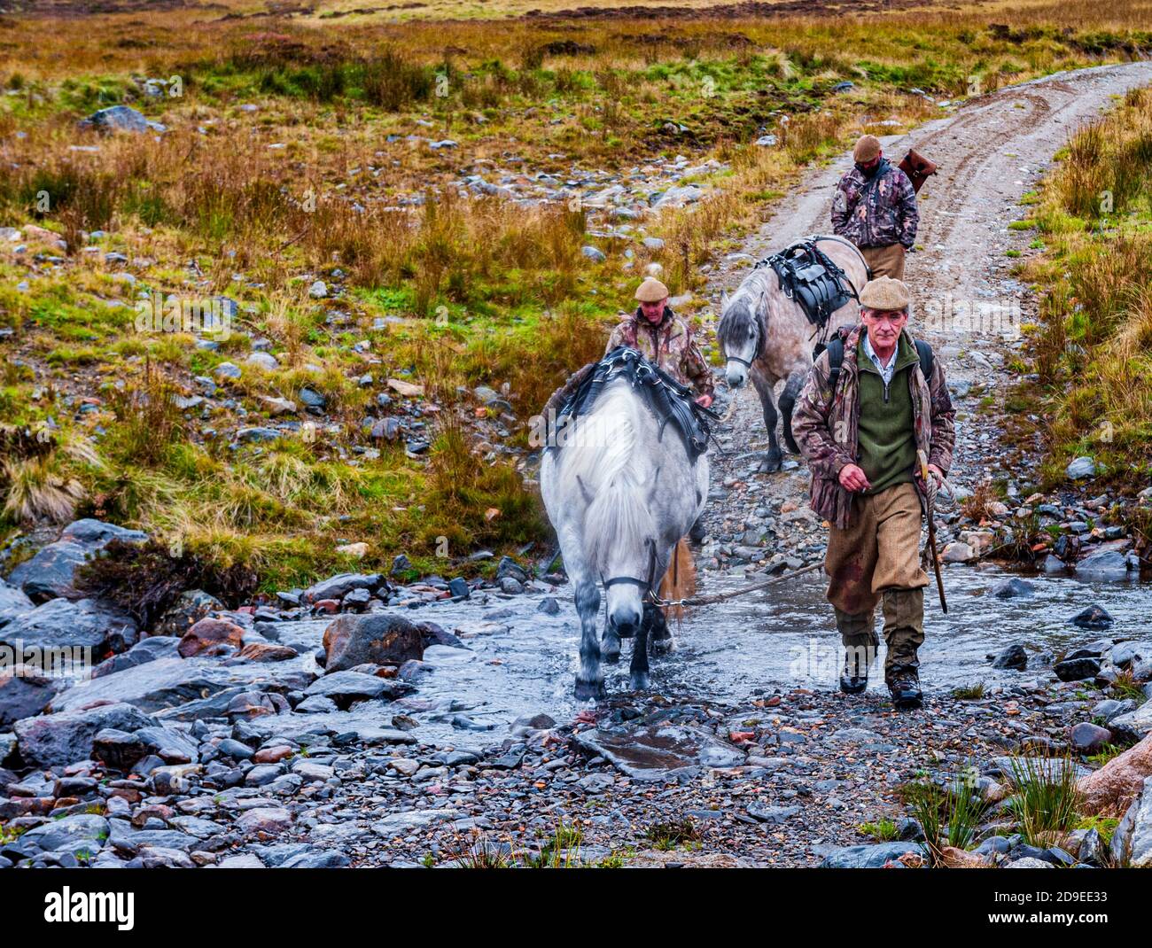 Working hunter pony hi-res stock photography and images - Alamy