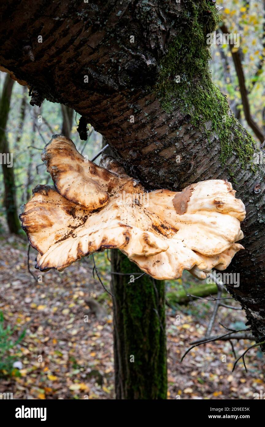 Sporling hi-res stock photography and images - Alamy