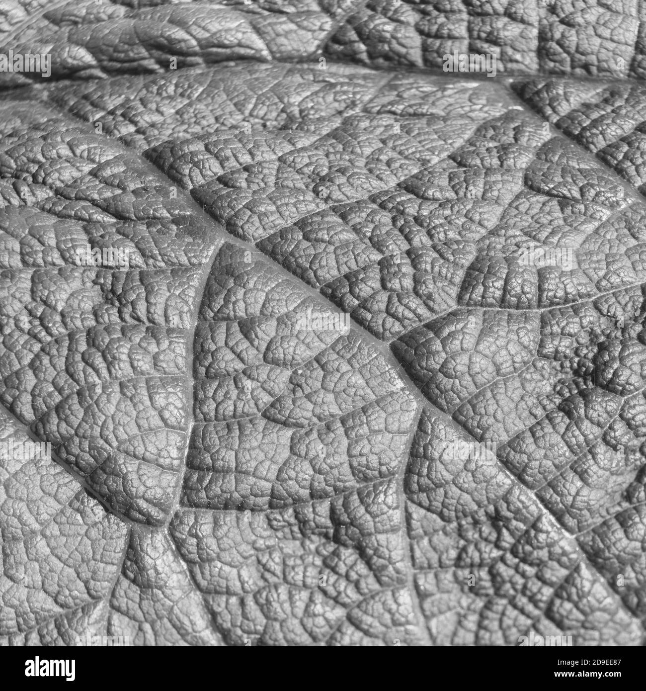 Anatomy of a leaf Black and White Stock Photos & Images - Alamy