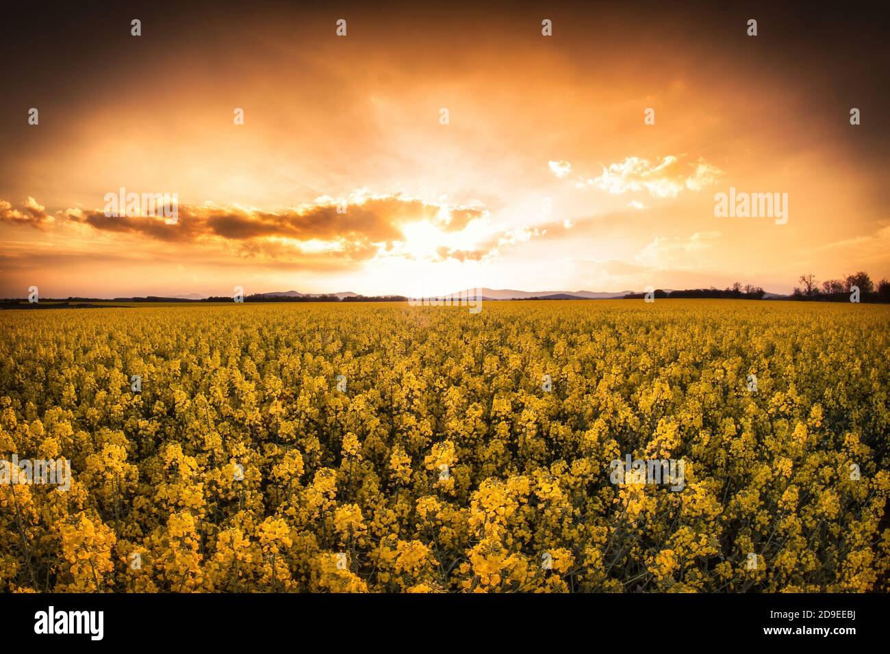 Sunset over field with tone of golden feelings Stock Photo - Alamy