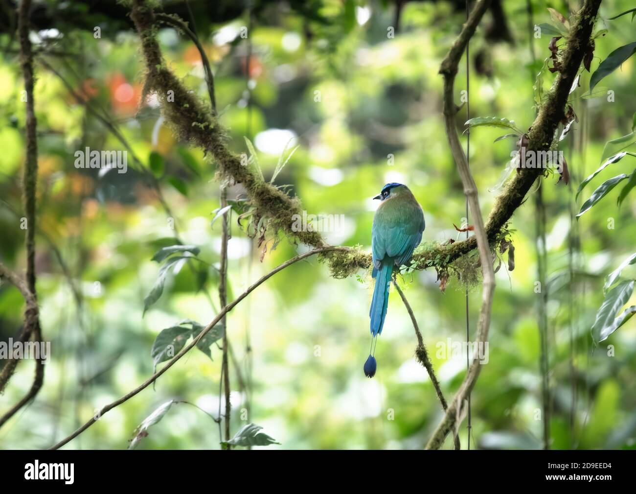 Blue Crown Motmot hanging on tree in Costa Rican rainforest Stock Photo ...