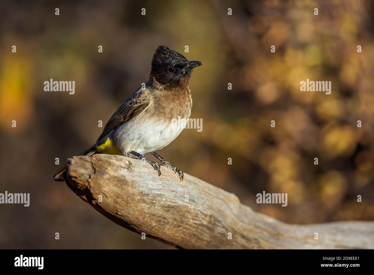 Dark capped Bulbul standing on a log with fall colors backgroud in ...