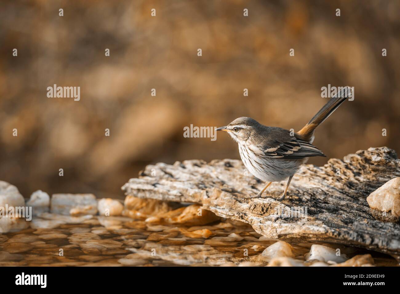 Red backed Scrub Robin standing at waterhole in Kruger National park ...