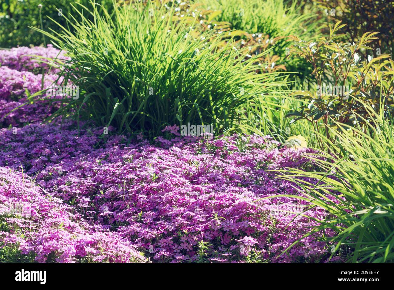 Flowers Phlox subulata bloom in the garden Stock Photo - Alamy