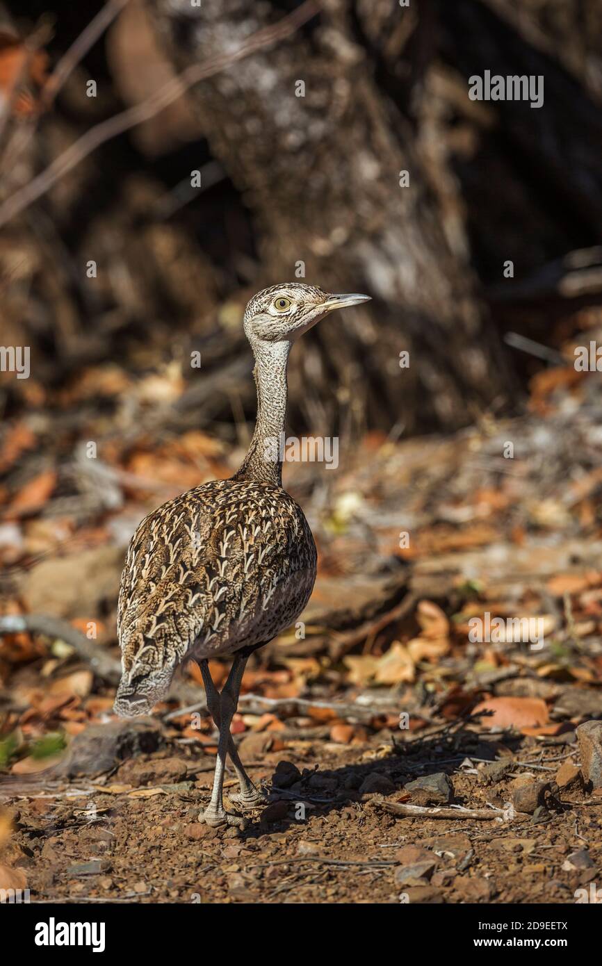 Red crested Bustard female in rear view in Kruger National park, South ...