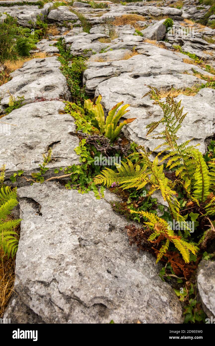 Limestone pavement formation in The Burren, County Clare, Ireland Stock ...