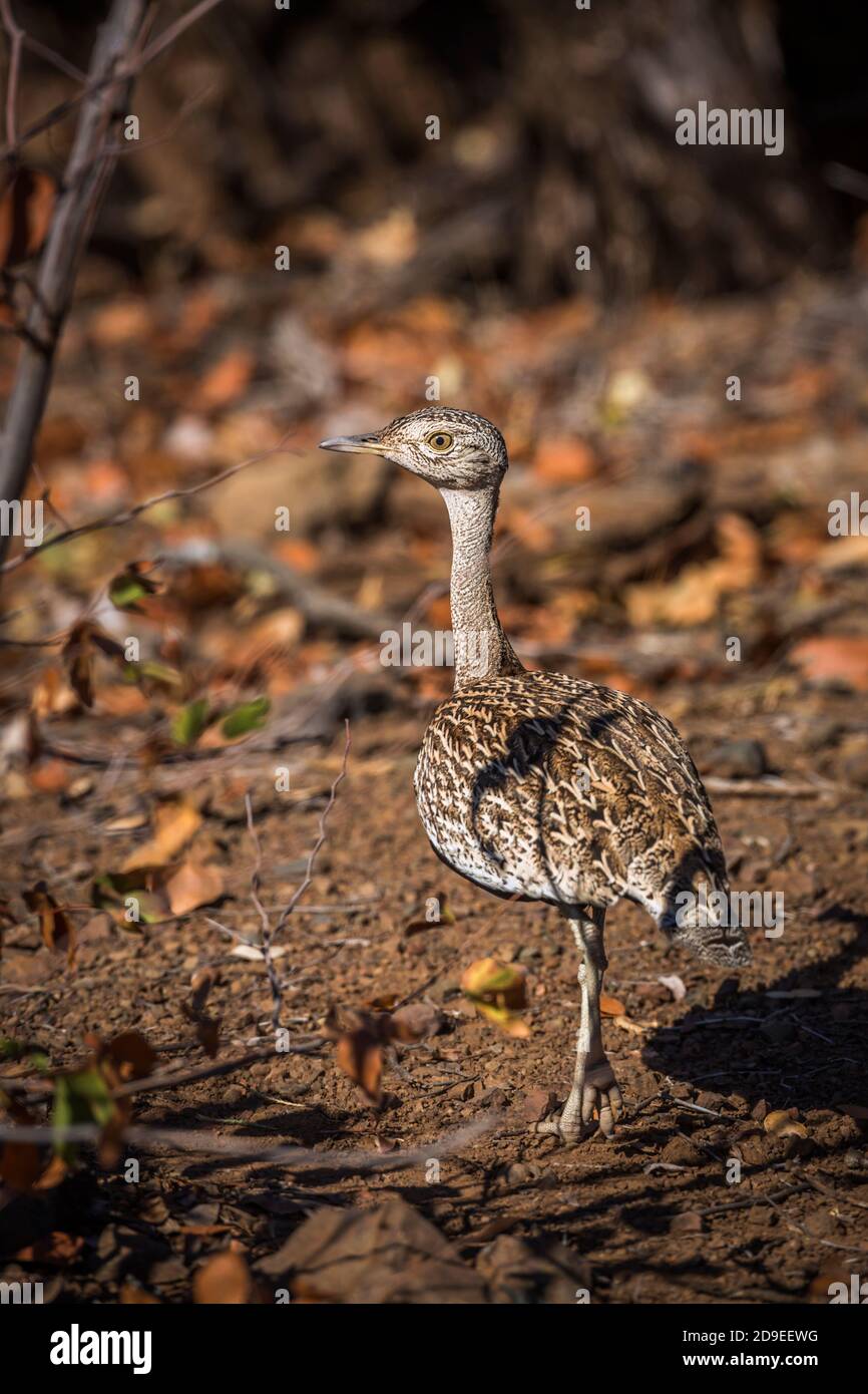 Buff crested bustard hi-res stock photography and images - Alamy