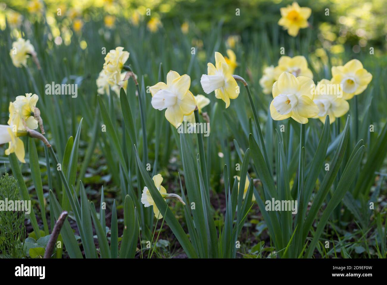 Flowers of daffodils blossom in the spring Stock Photo - Alamy