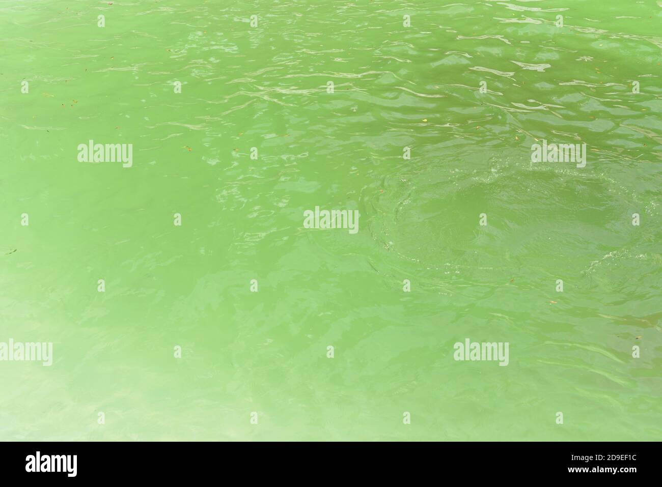 Green water in the pool Stock Photo - Alamy