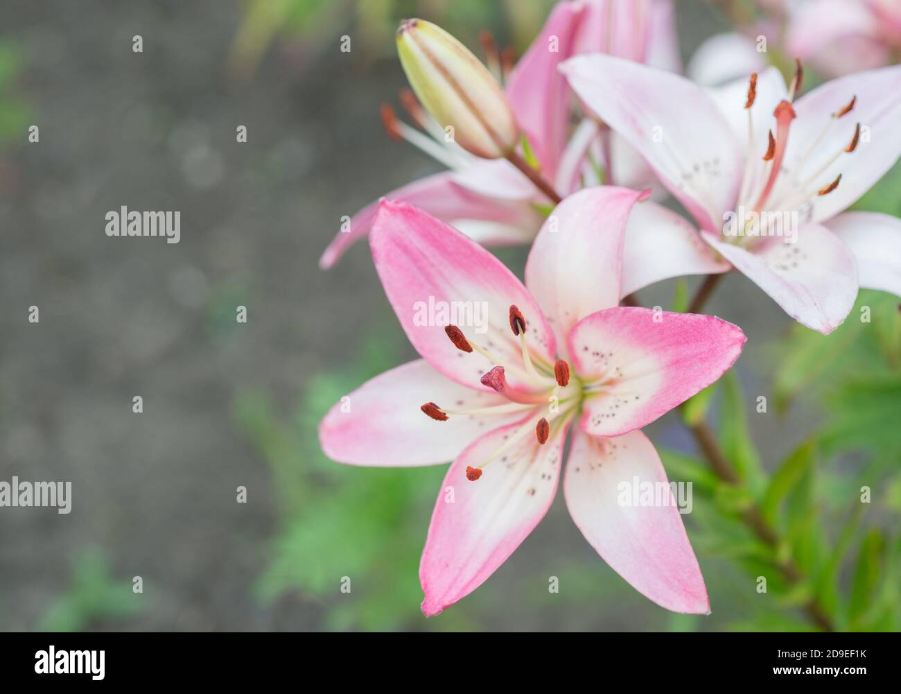 Flower pink lily blooms in the garden Stock Photo - Alamy
