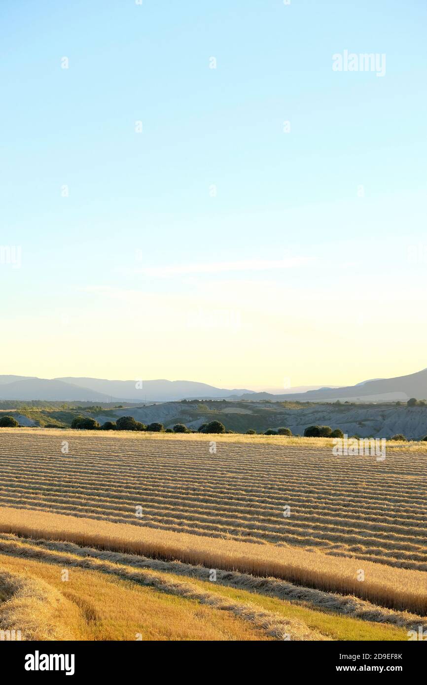 Beautiful vertical view of landscape of wheat field, ears and yellow ...