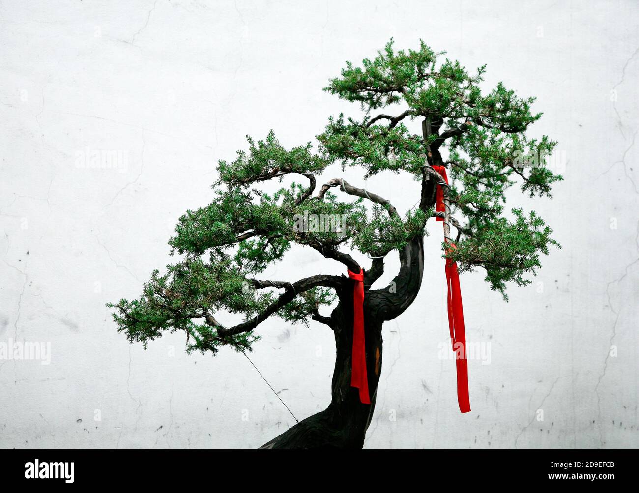 Japanese bonsai pine tree on a texture background Stock Photo - Alamy