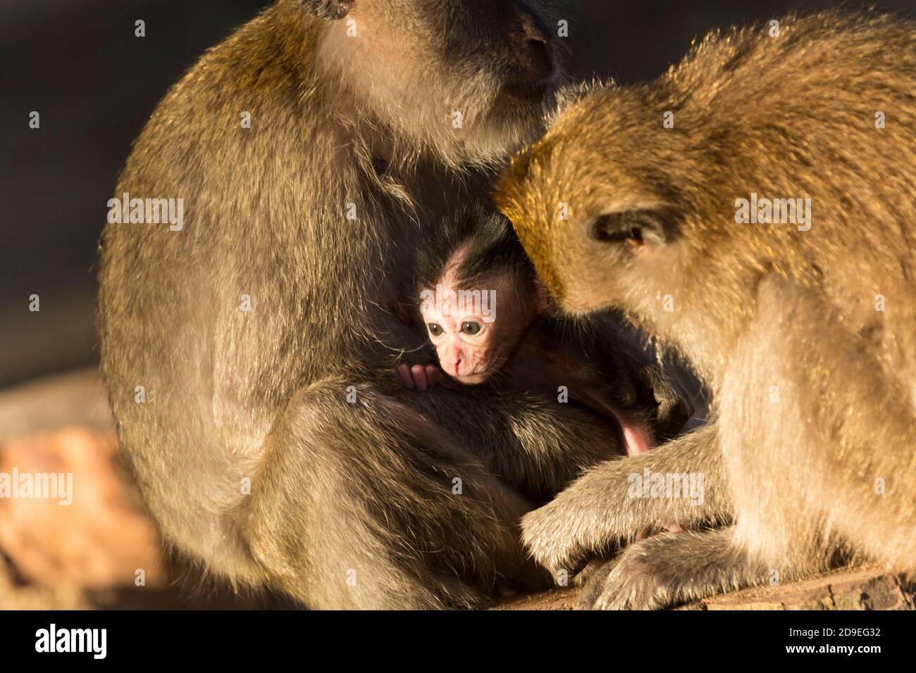 The long tailed monkey is one of the wild animals that can easily be ...