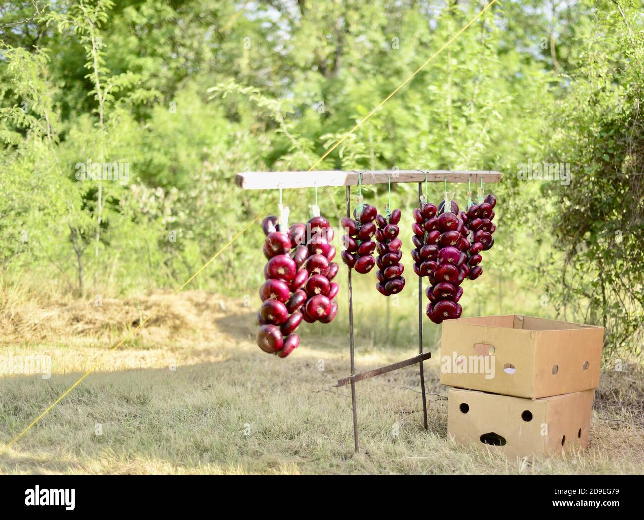 Traditional onion storage hi-res stock photography and images - Alamy