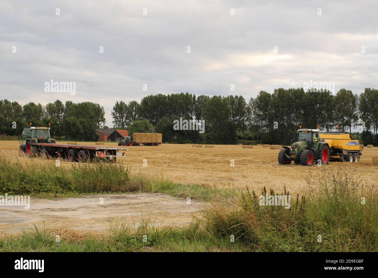 an agricultural landscape in the dutch countryside in summer with ...