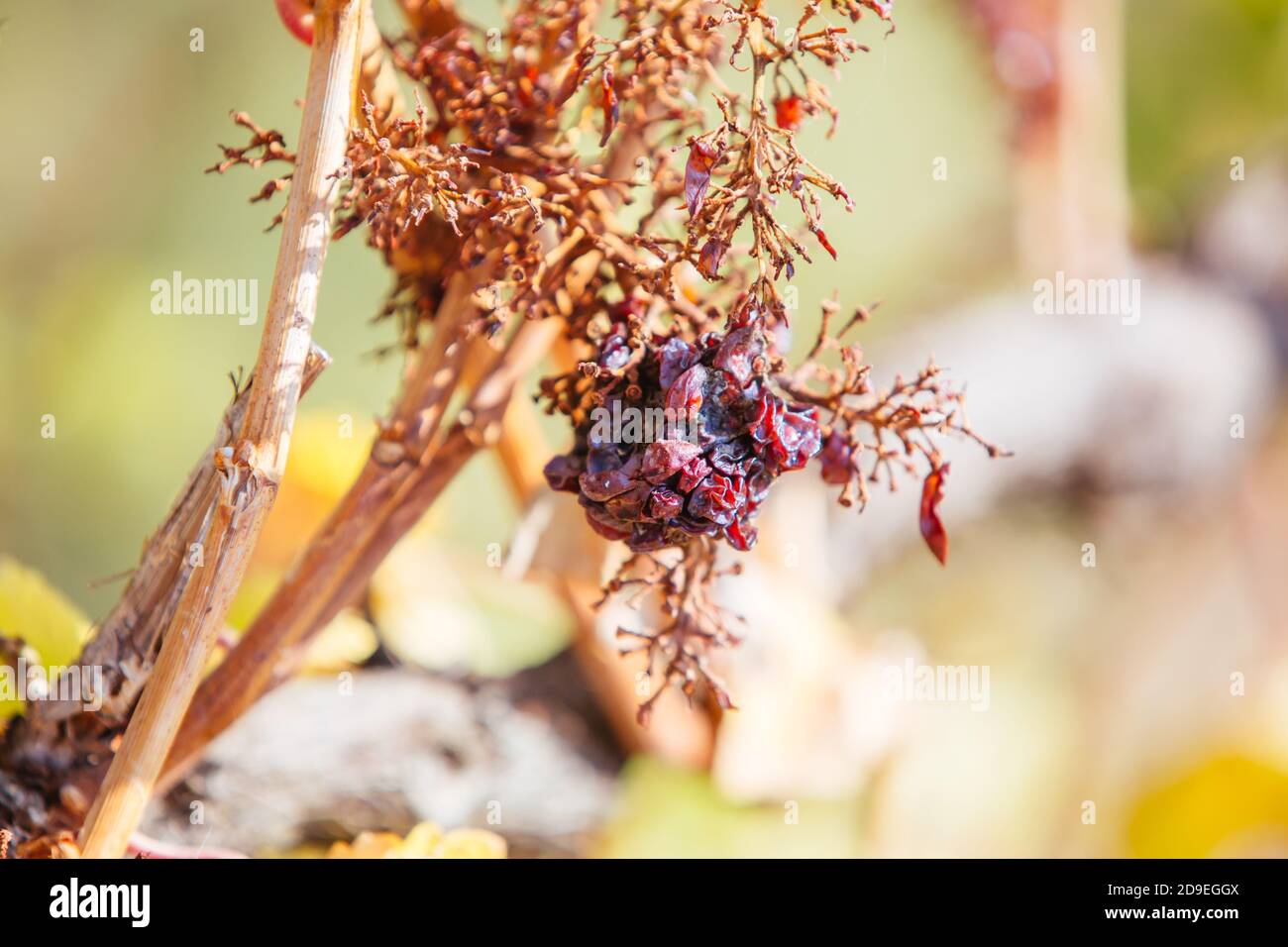Vineyard, king valley victoria hi-res stock photography and images - Alamy