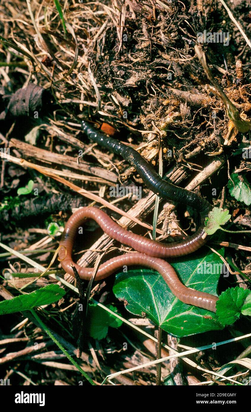 COMMON EARTHWORM lumbricus terrestris, FRANCE Stock Photo - Alamy